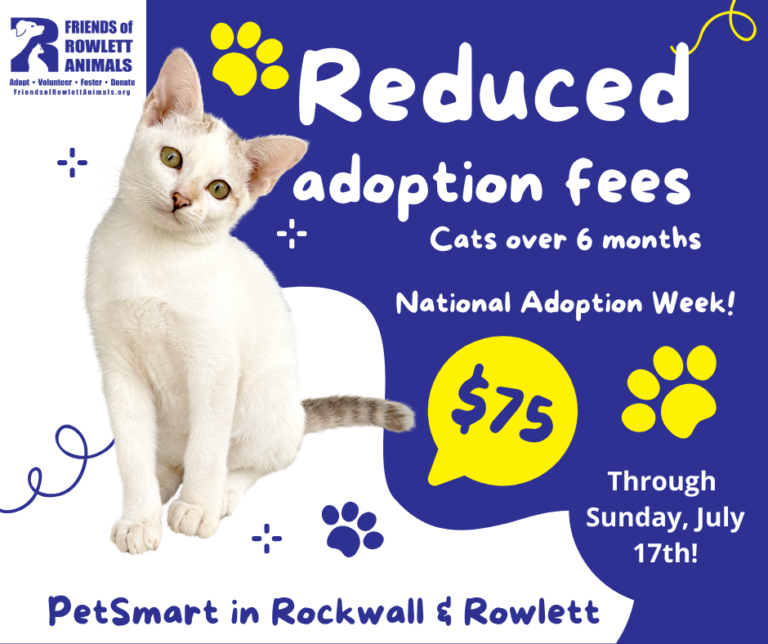 Reduced Adoption Fees For Cats Friends Of Rescue Animals